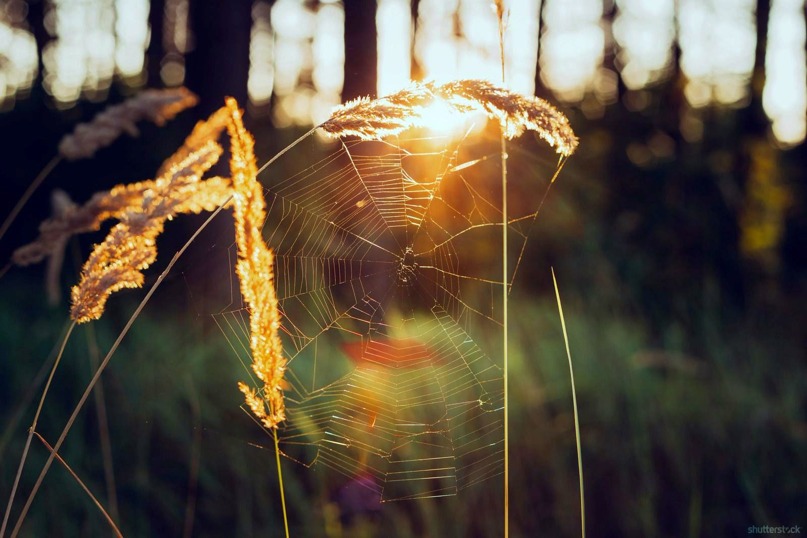 Welcome to the Insurance/Reinsurance Legacy Association